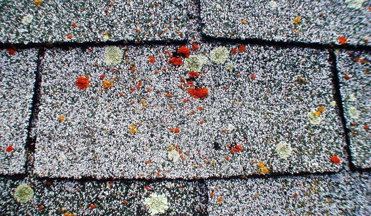 Asphalt Shingle Damage Diagnosis – InterNACHI Inspection Narrative Library